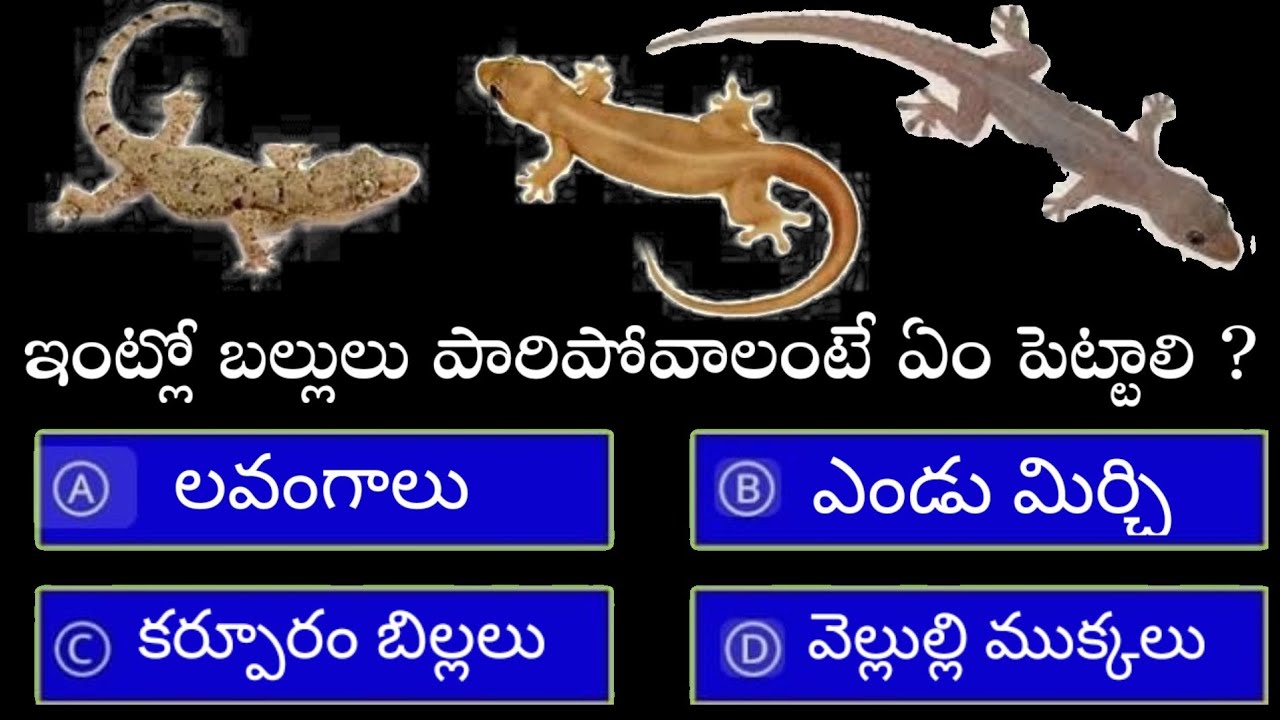 amazing general knowledge intelligent questions and answers education ...