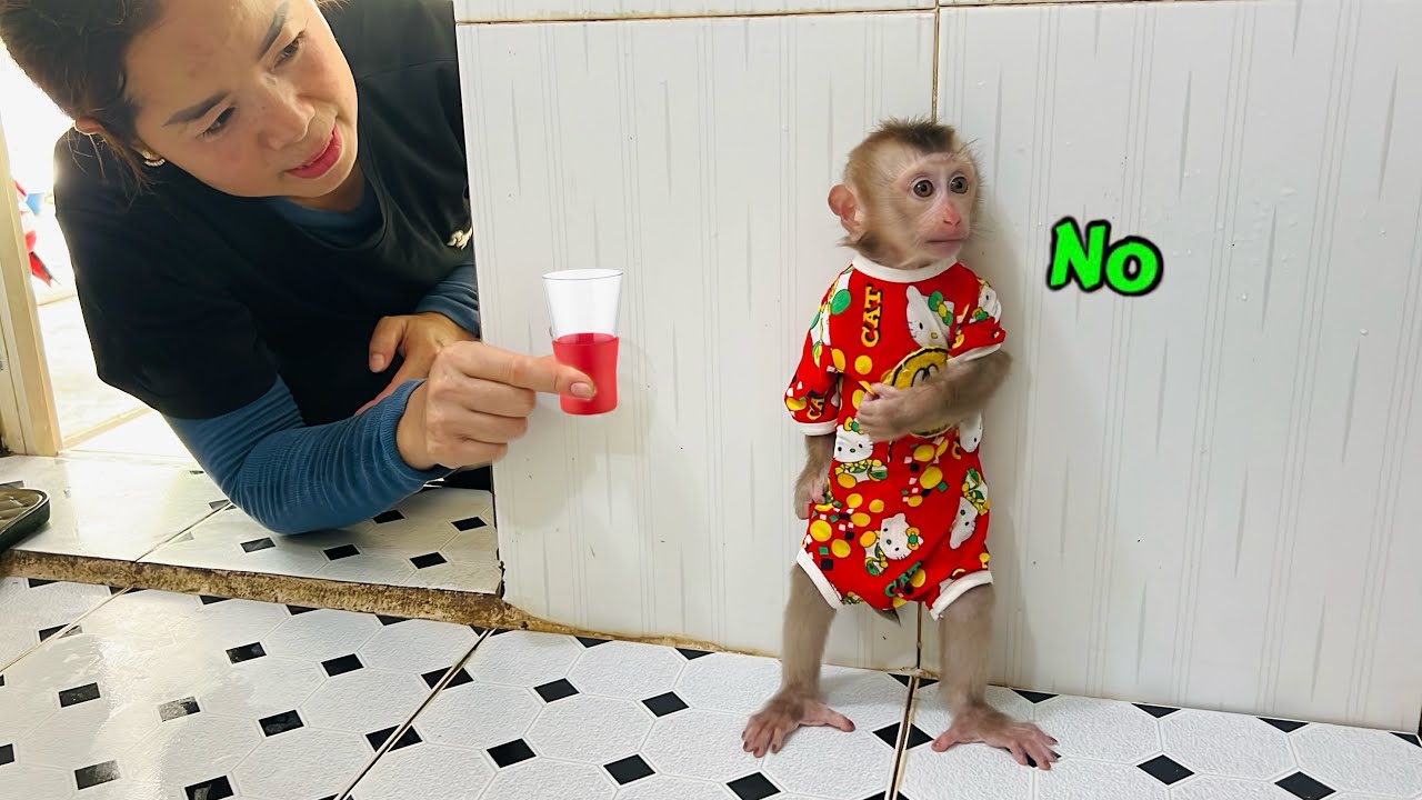 Baby monkey Tina hides from her mother because she doesn't want to take ...