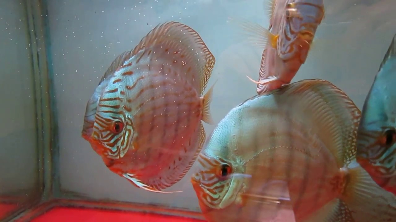 Discus cobalt from Piwowarski. - YouTube
