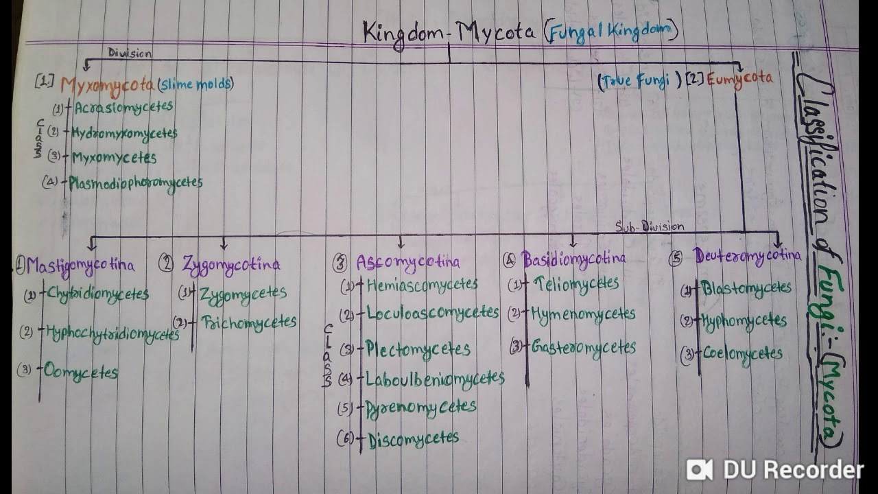 Classification of fungal Kingdom mycota by skeleton method || # ...