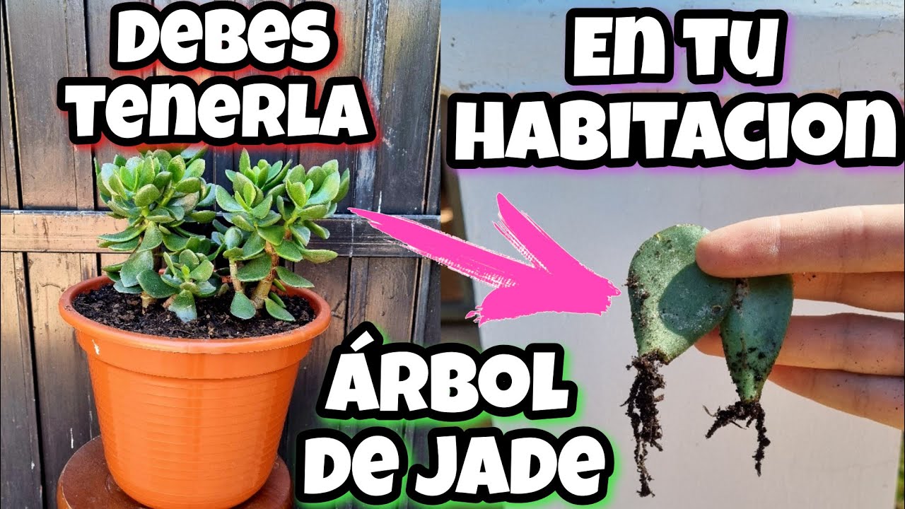 Si tienes ESTA PLANTA en CASA eres 1 entre 1 MILLON! Árbol de Jade ...