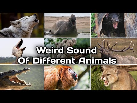Scariest Animal sounds | Weird Sound of Different Animals #animal
