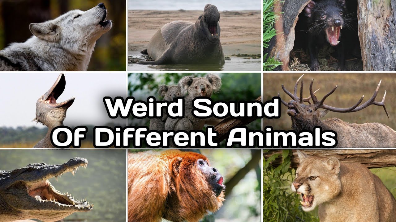 Scariest Animal sounds | Weird Sound of Different Animals #animal - YouTube