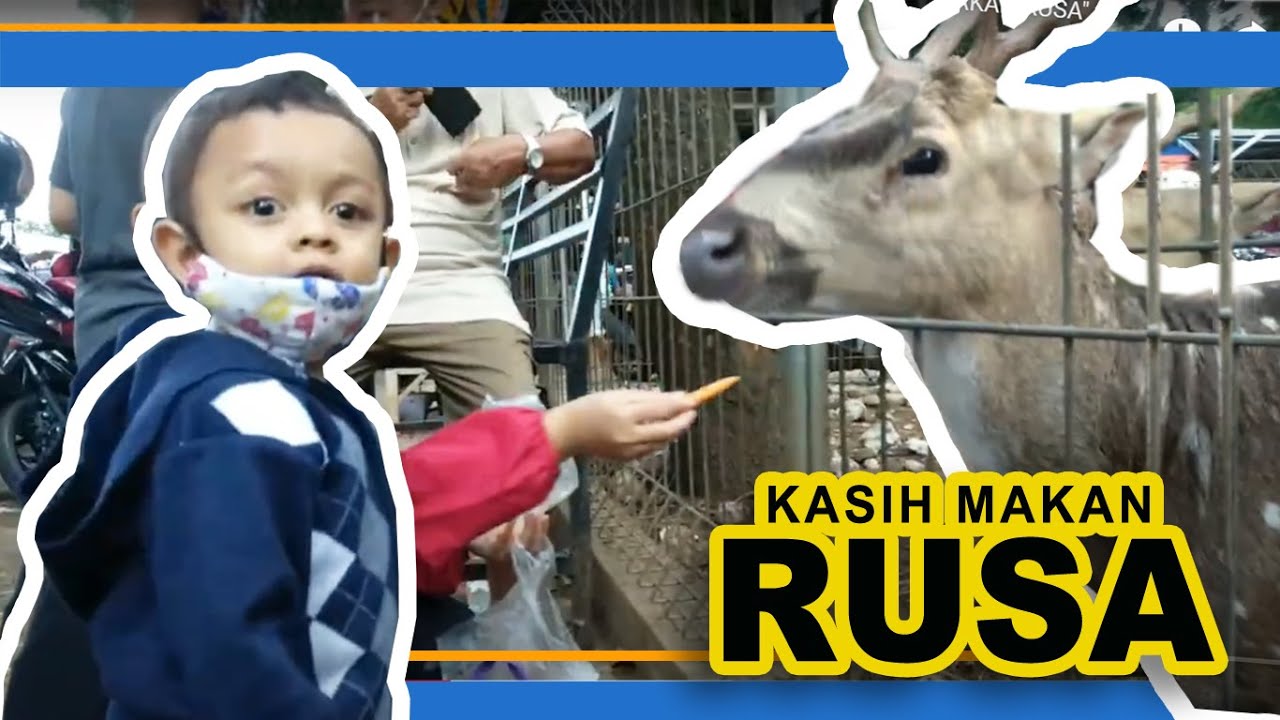 TAMAN RUSA @DEPOK "KASIH MAKAN RUSA" - YouTube