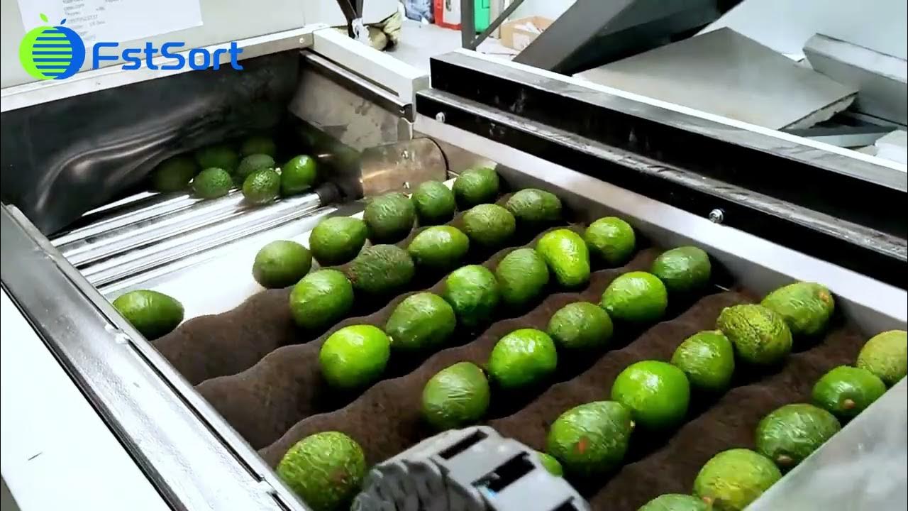 Avocado grading machine,avocado sorting and packing,avocado process,seleccionadora de aguacate ...