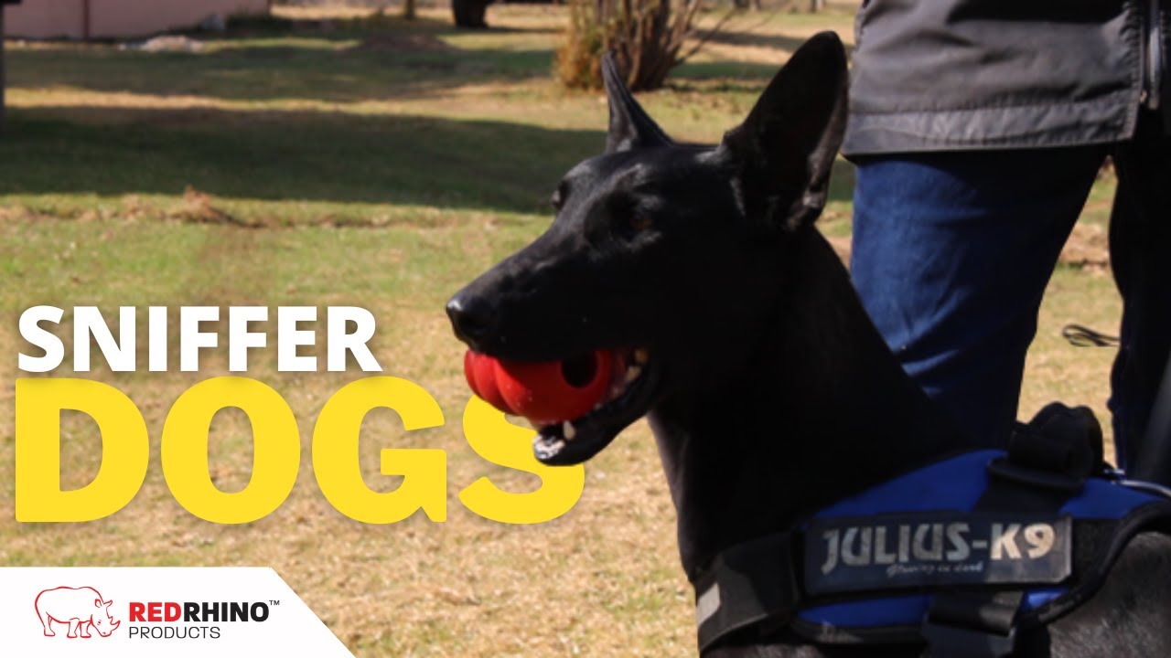How Sniffer Dogs Are Trained | Dogs | Endangered Wildlife Trust - YouTube