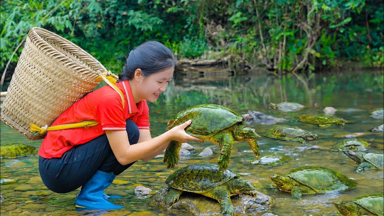 Surprise: Discovering a Group of Softshell Turtles by the Stream, Fun ...