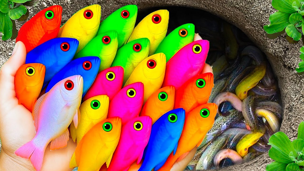 Catch Beautiful Aquarium Fish In Giant Colorful Eggs, Baby Turtles ...