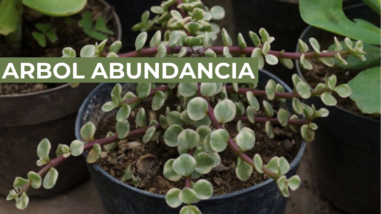 ¿Qué es el ÁRBOL de la ABUNDANCIA?💰 Conócelo al completo - YouTube