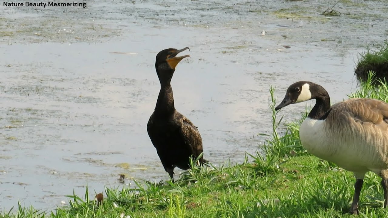 Canada Goose and Double-Crested Cormorant - YouTube