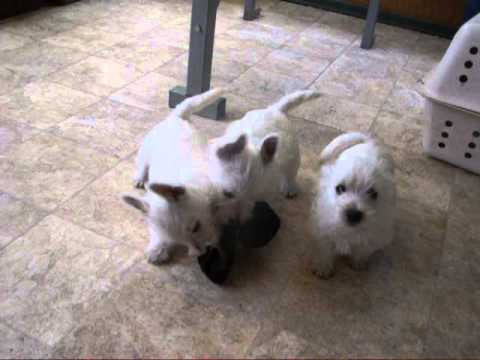 Westie boy vids oct 9 2