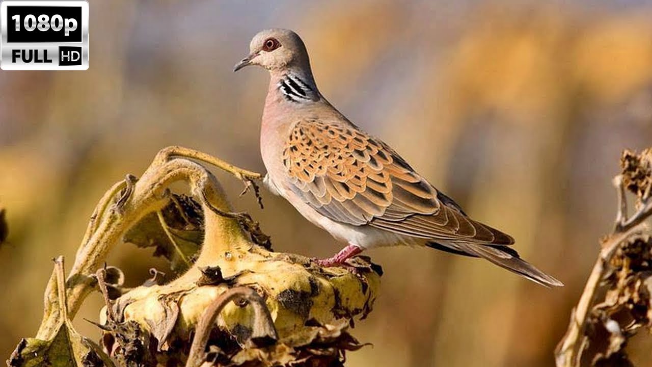 ÜVEYİK AVI: Ayçiçeği'nde(Günebakan'da) Bek Avı/Turtledove Hunting ...