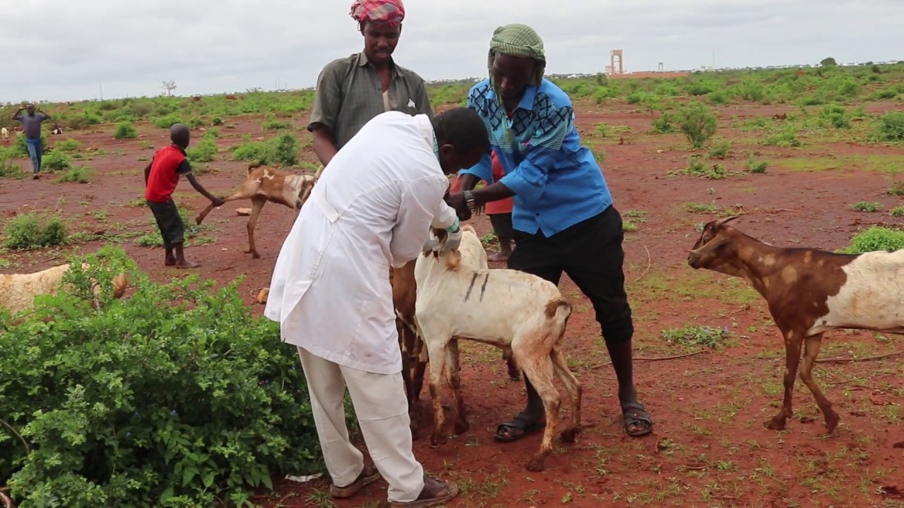 WASAARADA XAANANAD XOOLAHA KGS OO WADA DAAWEYNTA XOOLAHA BY AHMED BULLE ...