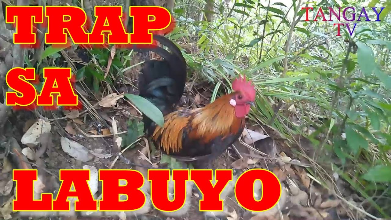 Nylon Trap Panghuli Sa Labuyong Manok - YouTube