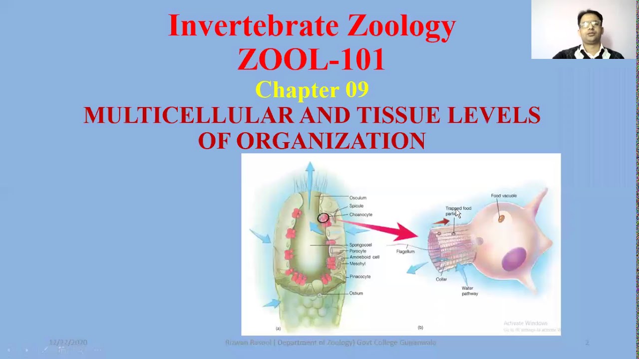 Body Wall & Skeleton of Sponges #Pinacoderm #Choanoderm #Mesohyl # ...