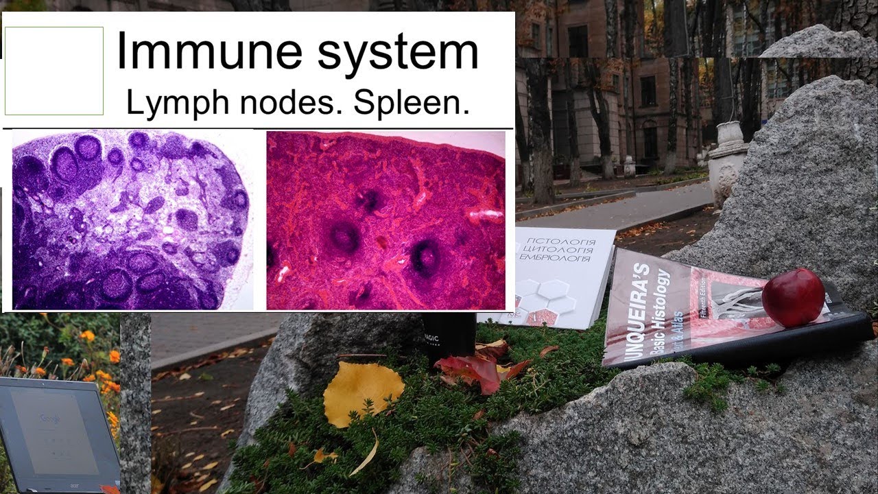 10.Immune system Peripheral lymphoid organs lymph nodes spleen tonsils ...