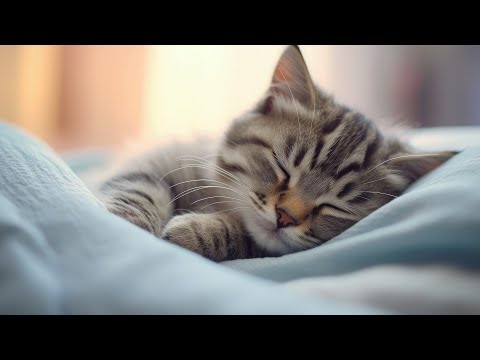 Sinir Kedileri İçin Müzik - Yatıştırıcı Uyku Müziği, Evcil Hayvanınız İçin Derin Rahatlama Müziği