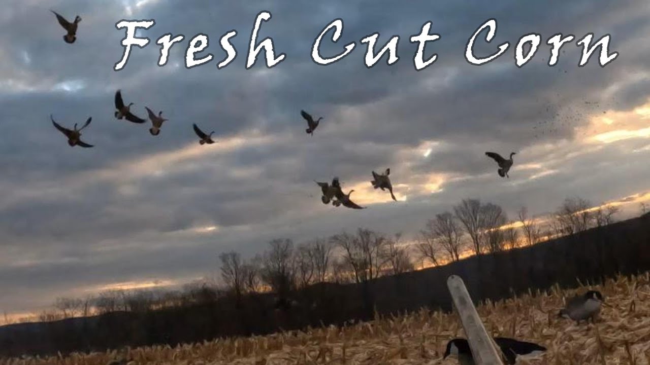 Fresh Cut Field! Birds Found It And So Did We. 4 man limit. - YouTube