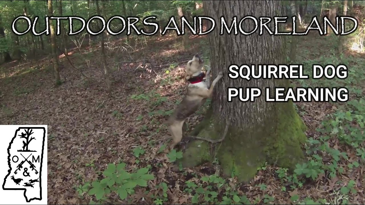 7 month old mountain cur treeing squirrels - YouTube