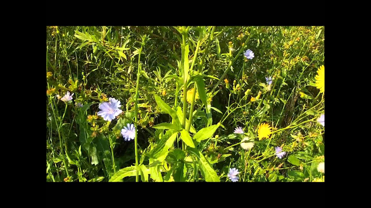 Edible plants, chicory - YouTube