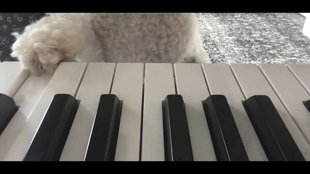 Toto is a better piano player than me! - YouTube