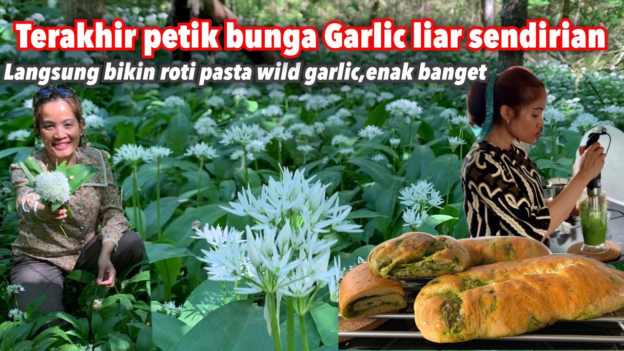 PANEN BUNGA GARLIC DIPINGGIR JALAN DI BIKIN ROTI ISI PARMESAN SEPERTI ...
