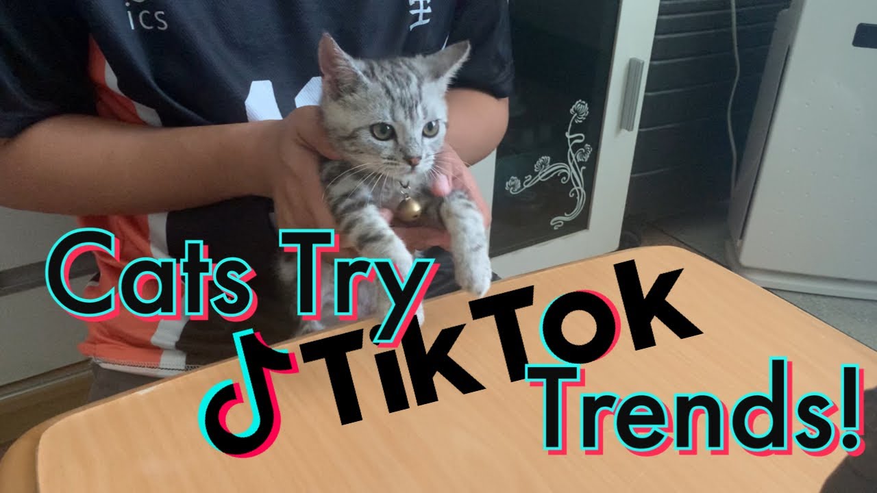 Cats Try TikTok Trends! - YouTube