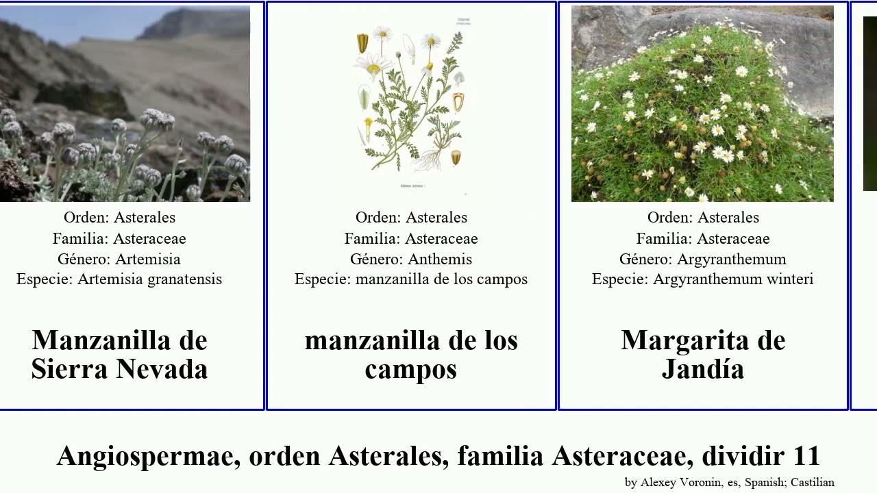 Angiospermae, orden Asterales, familia Asteraceae, dividir 11 ...