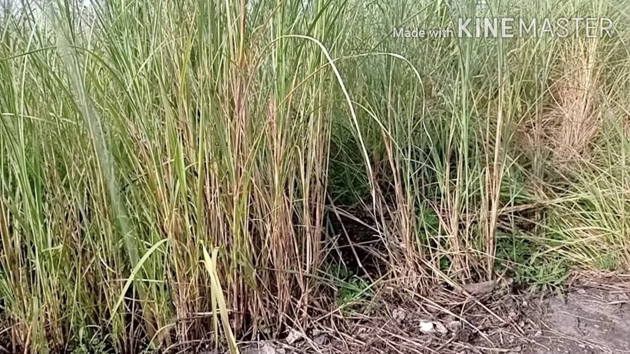 TALAHIB (wild cane/fodder cane) at ang mga binipisyo nito - YouTube