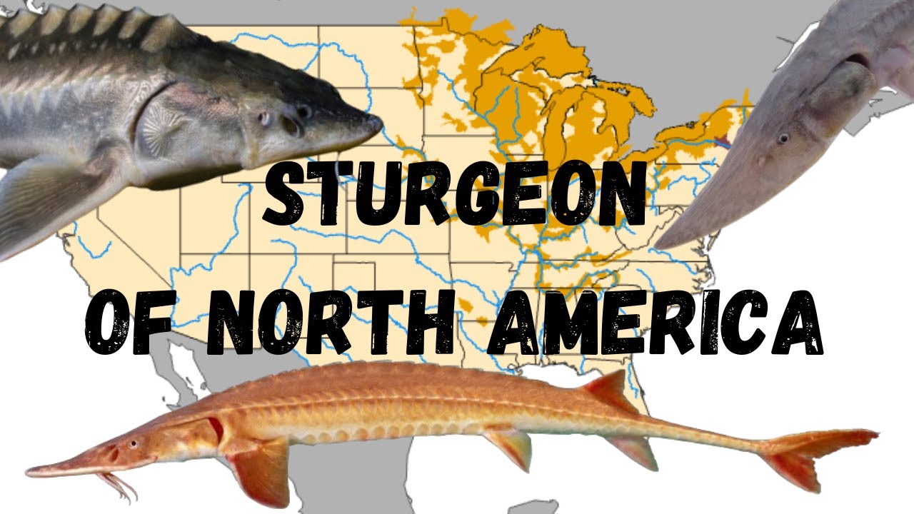The Sturgeon Species Of North America: a guide with range maps - YouTube