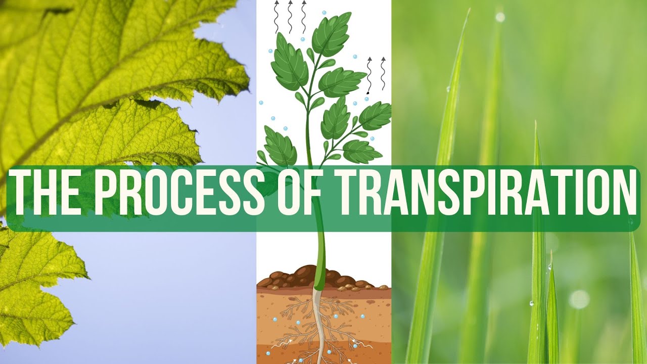 How does Transpiration work in plants? | Techy Turf Series - YouTube