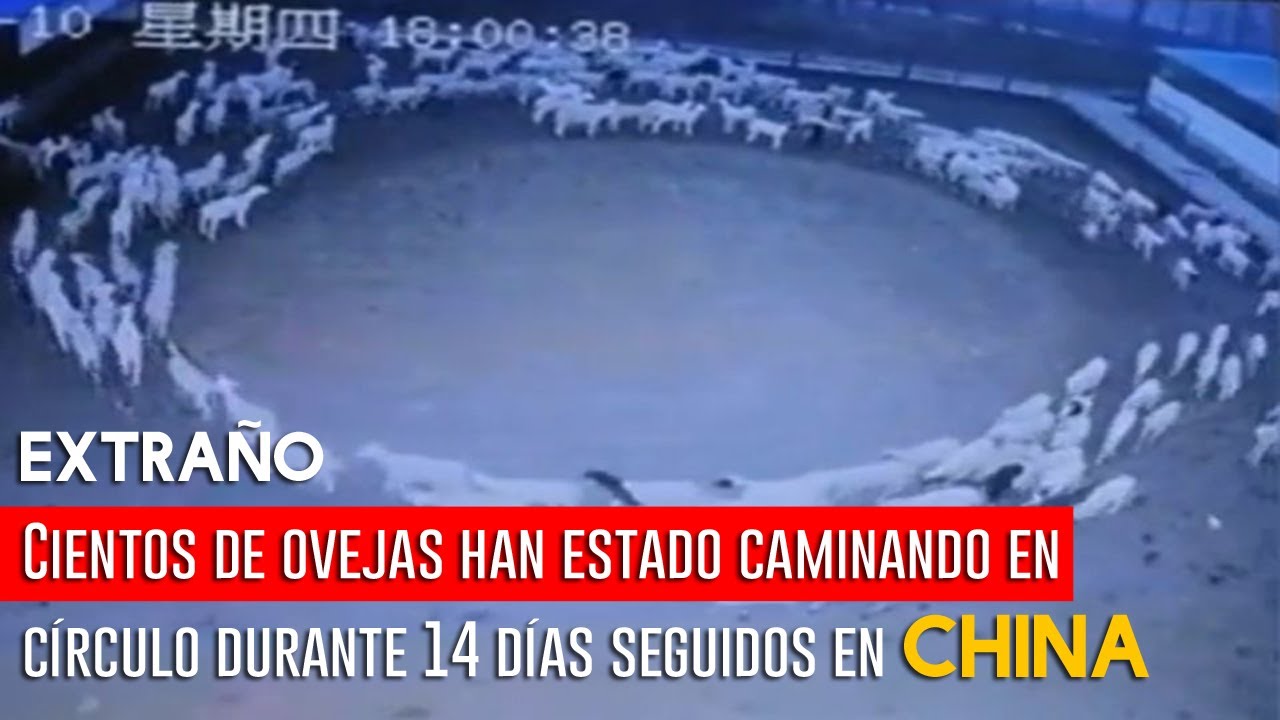 Un rebaño de ovejas en China ha estado caminando en círculo durante más ...