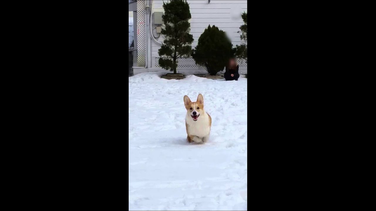 Welsh Corgi Mango , Corgi Fun in Snow , 망고야 - YouTube