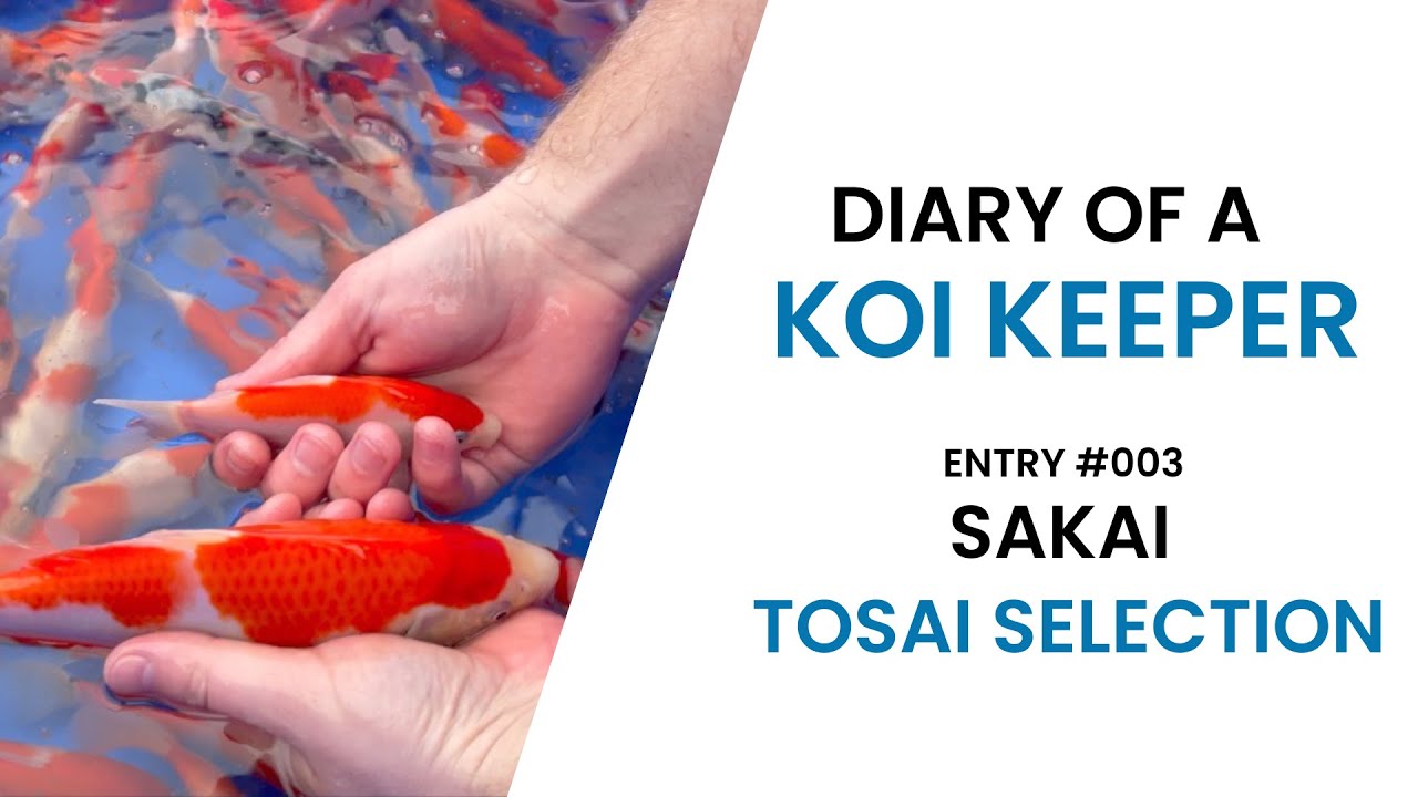 Diary Of A Koi Keeper | Entry #003 | Sakai Tosai Selection - YouTube