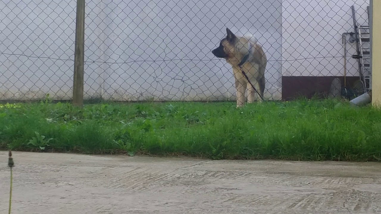 OPASNI PSI ČUVARI...DUBOKI PRODORAN ZVUK LAJANJA VELIKOGA PSA VAU VAU ...