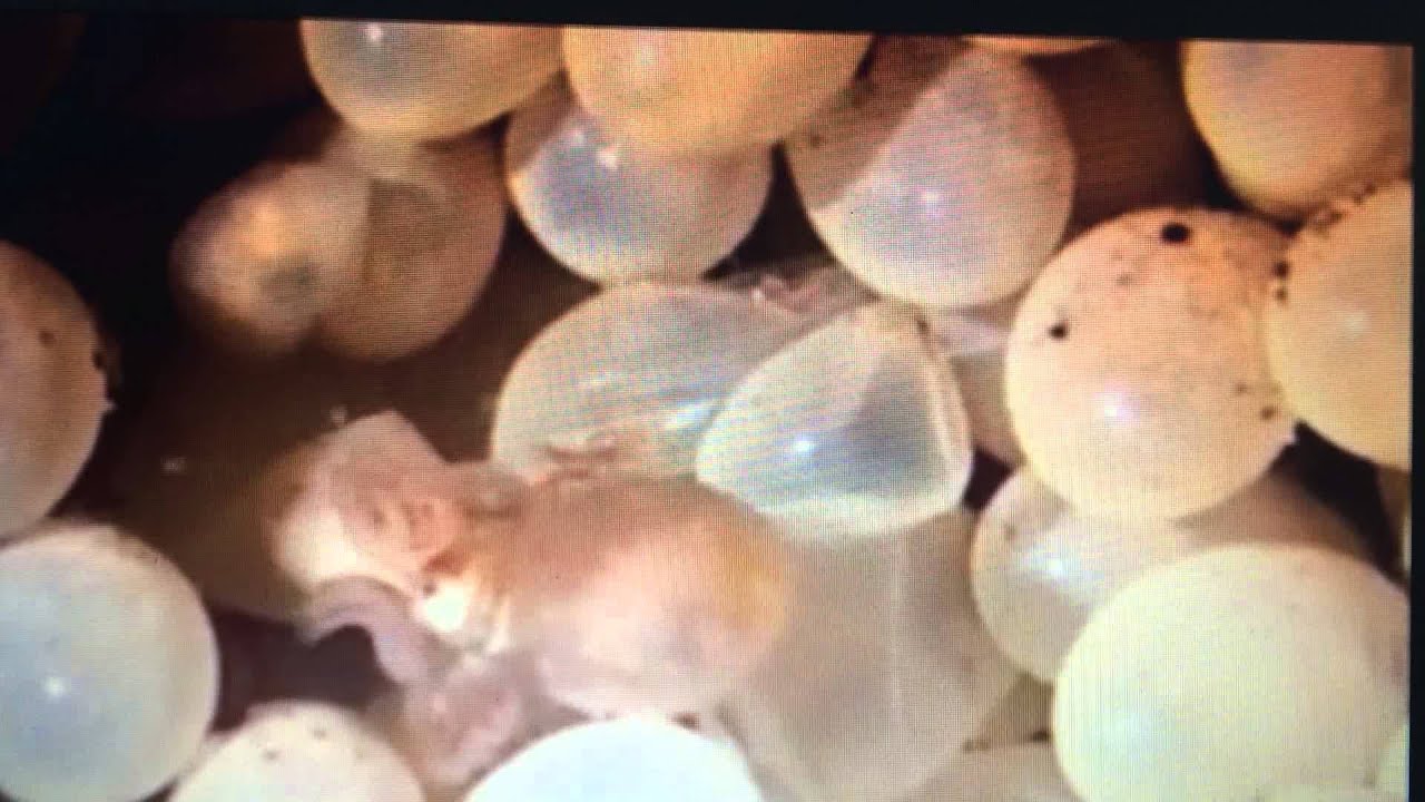 Squid giving birth to the new baby - YouTube