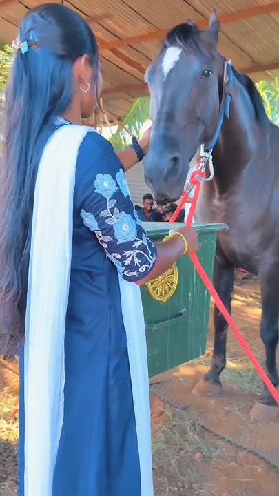 # horse lover# horse riding# trending shorts video# love animal - YouTube