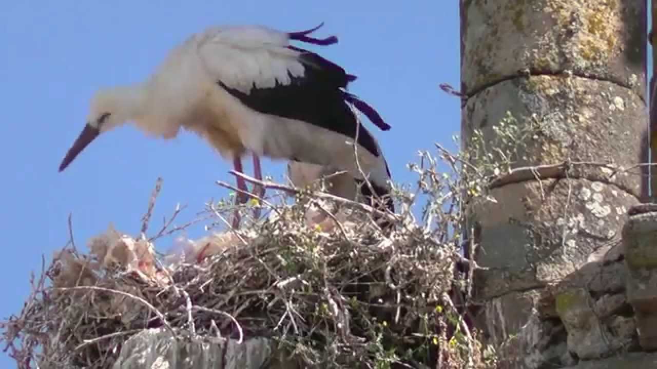 SPAIN nestling storks at Trujillo, Extremadura (hd-video) - YouTube