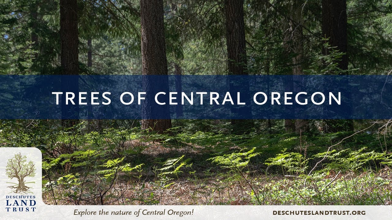 Trees of Central Oregon - YouTube