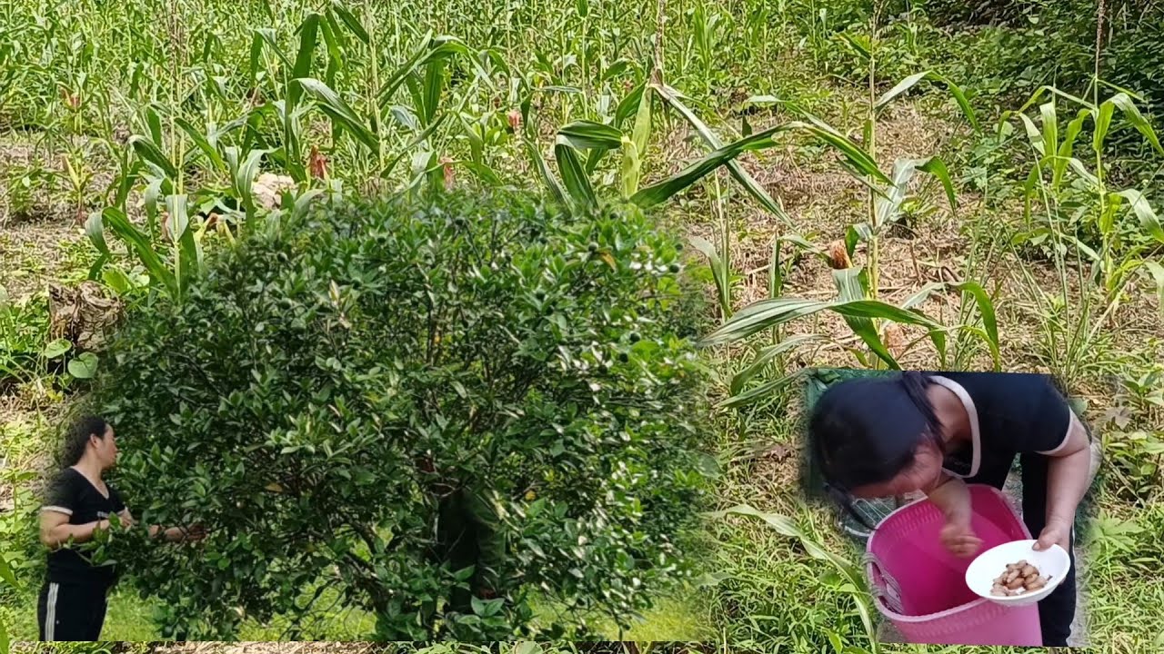 corn grass. pruning orange branches. take the pupae. cut the blade ...