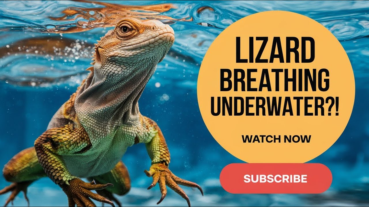 The Lizard That Breathes Underwater: Amazing Survival Trick of the ...