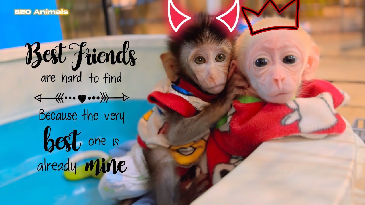 Little monkey couple Black & White hope to be good friends for a long ...