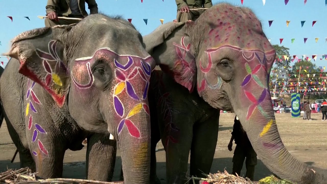 Feast for Elephants in Nepal - YouTube