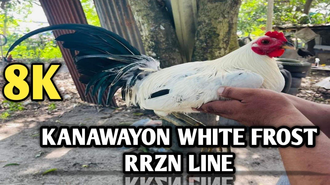 beautiful white streamer and white frost Slideshow chicken - YouTube