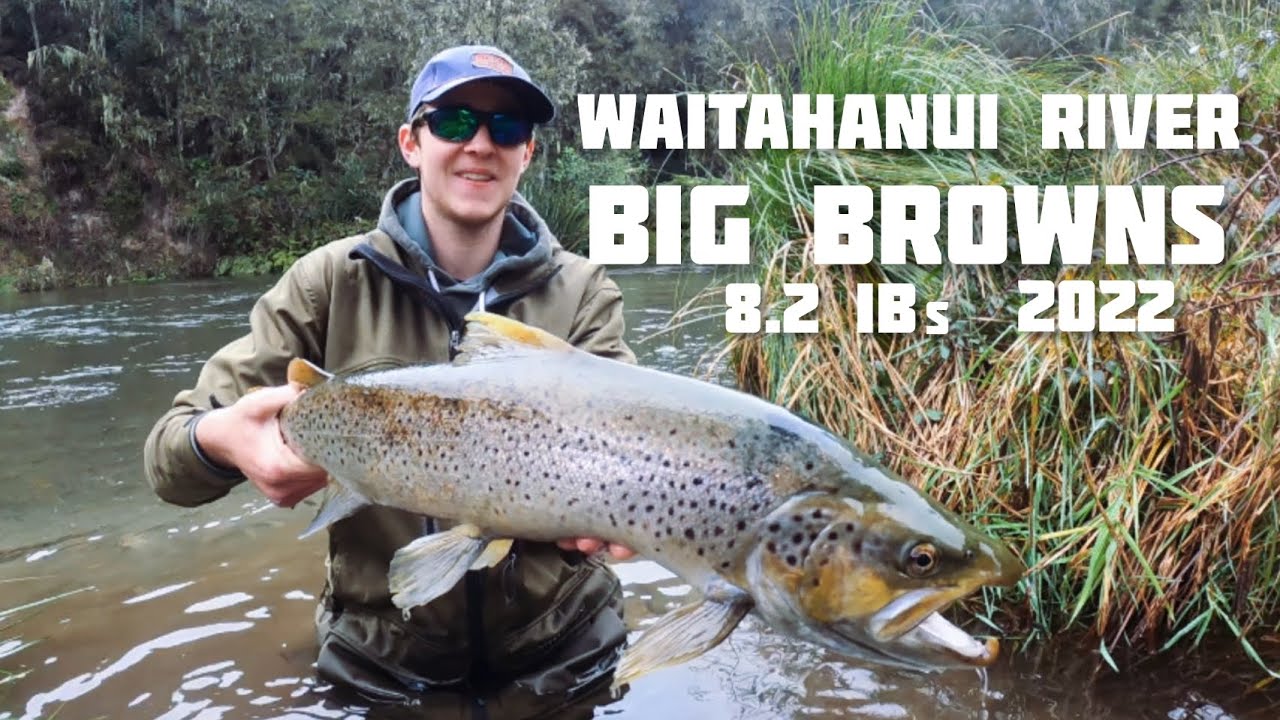 FLY FISHING BIG BROWNS - WAITAHANUI RIVER - YouTube