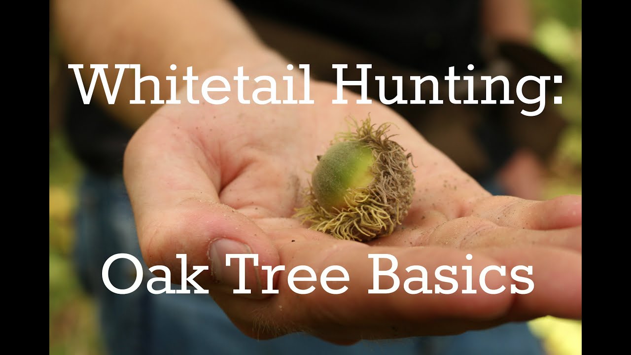 Early Season Whitetail Hunting: Oak Tree Basics - YouTube