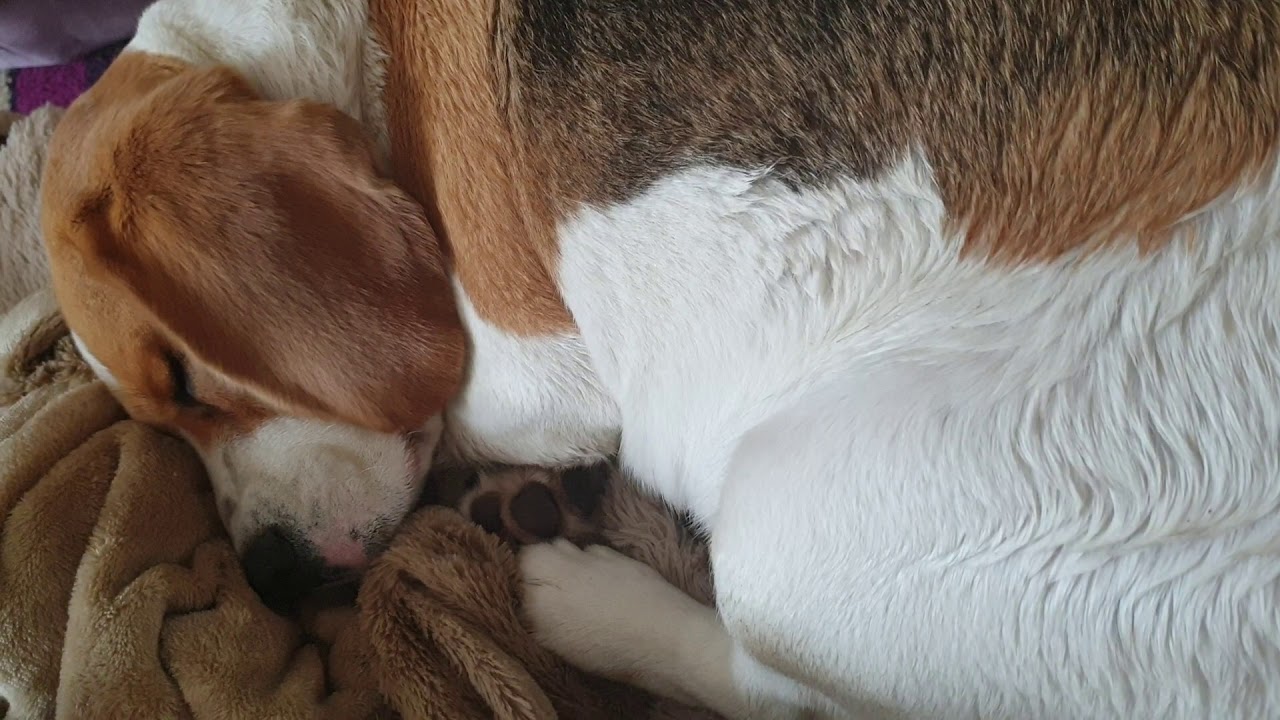Bella Beagle snoring 3 - YouTube