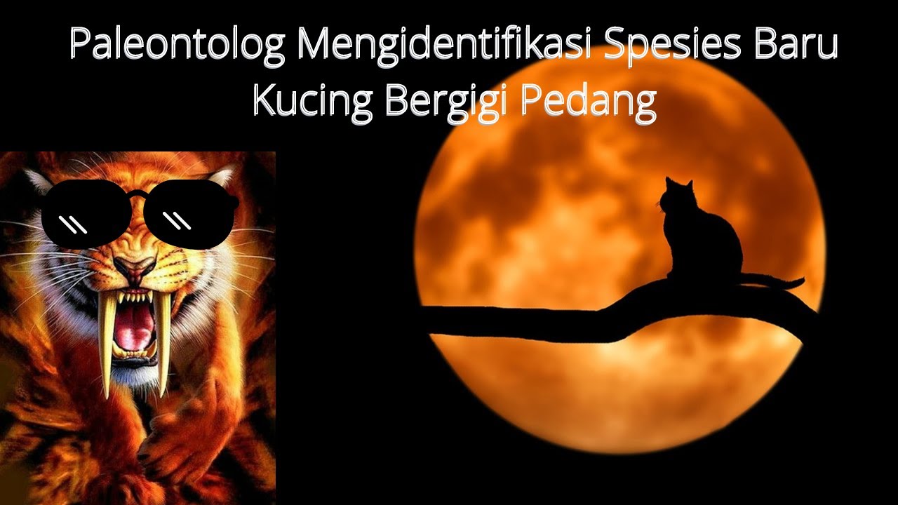 PALEONTOLOG MENGINDETIFIASI SPESIES BARU KUCING BERGIGI PEDANG - YouTube