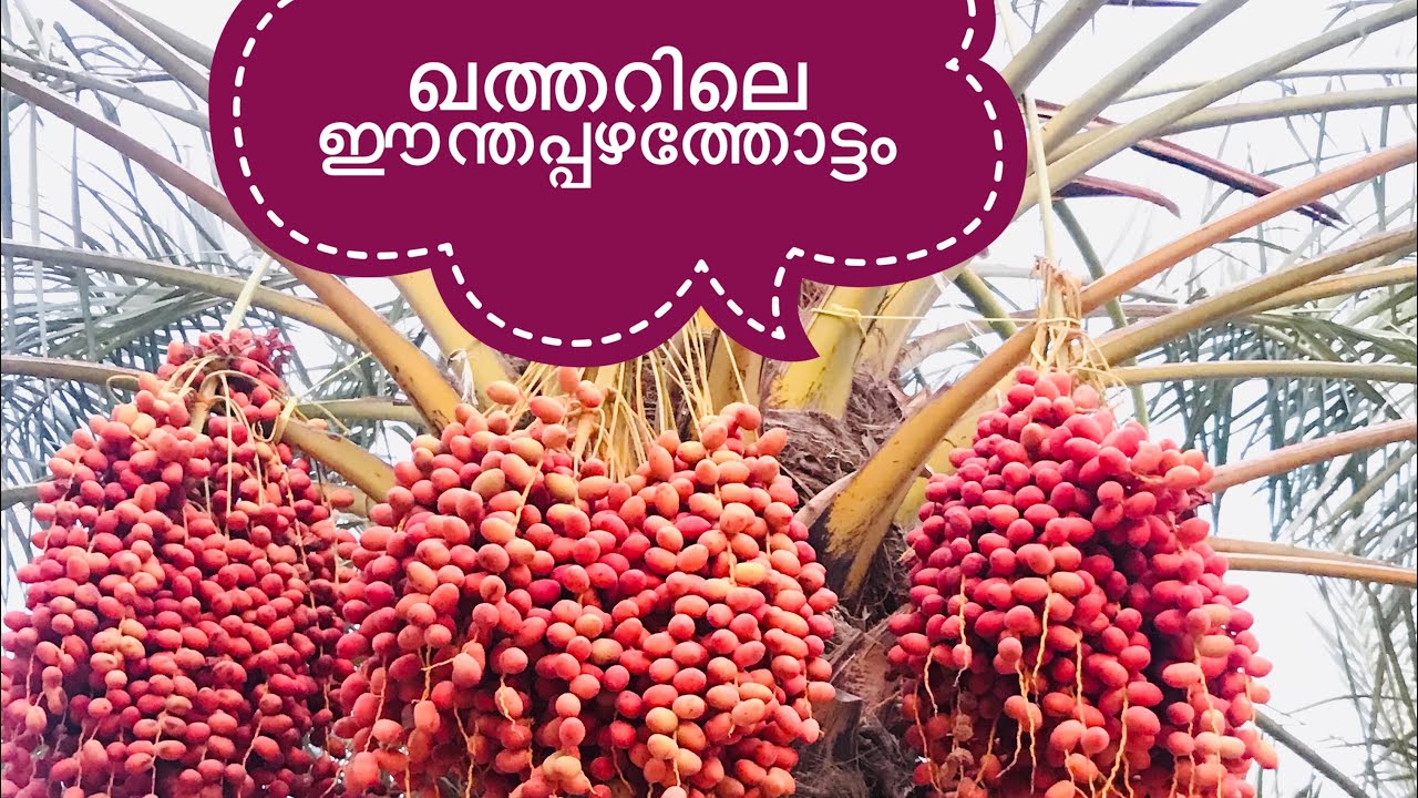 ഖത്തറിലെ ഈന്തപ്പഴത്തോട്ടം | Dates Farm at Qatar - YouTube
