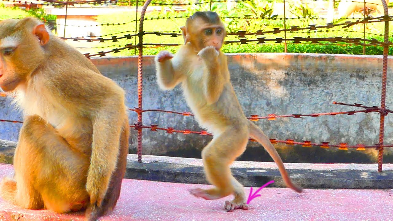 Super cute...baby monkey SABA in this action. - YouTube